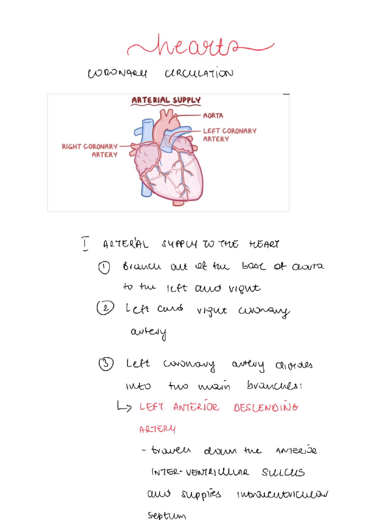 Heart Anatomy - Notes - BMS246 - Studocu
