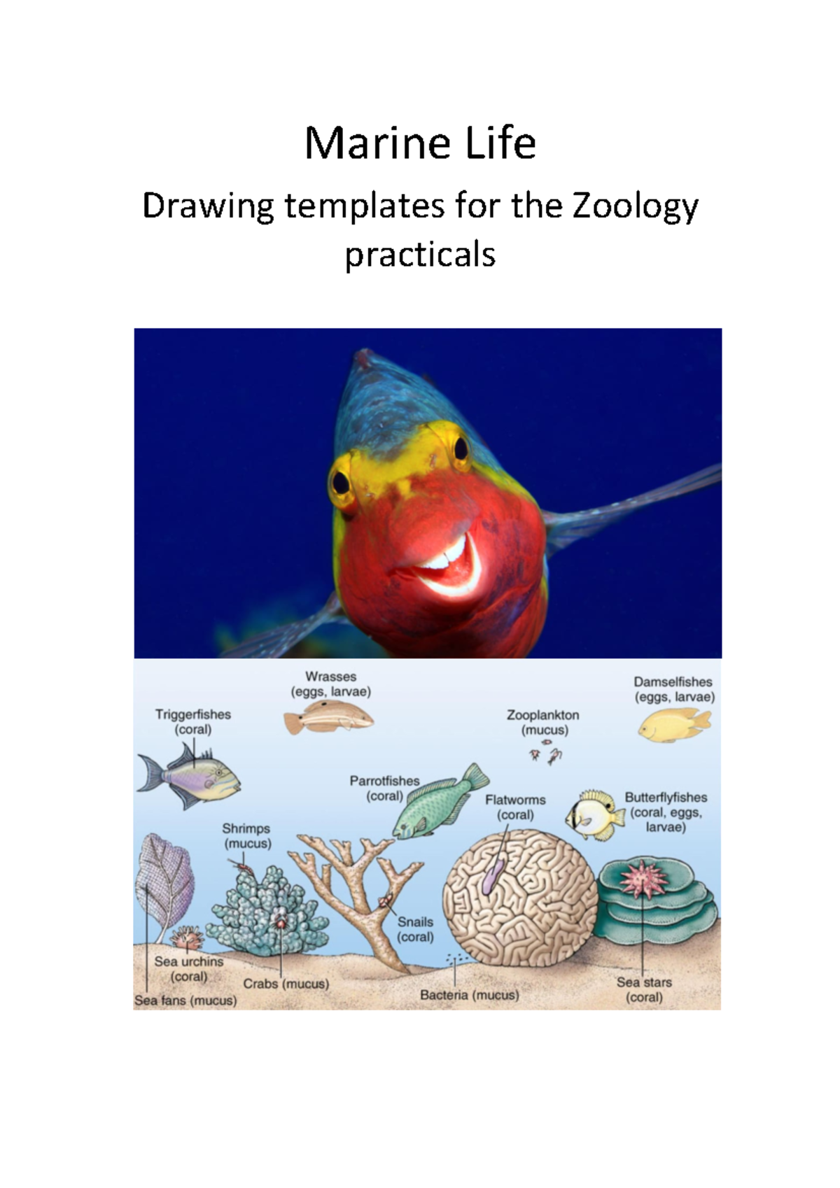 Practicals Supplement 1 Drawing templates (print at home) - Marine Life ...