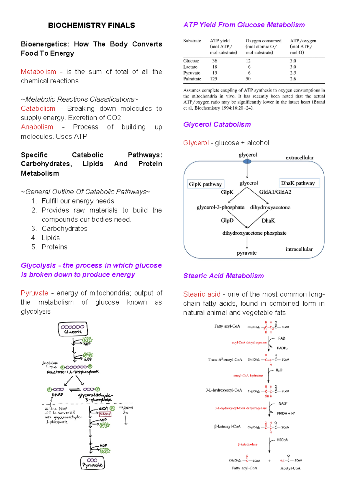 Biochemistry Finals - BIOCHEMISTRY FINALS Bioenergetics: How The Body Converts Food To Energy ...