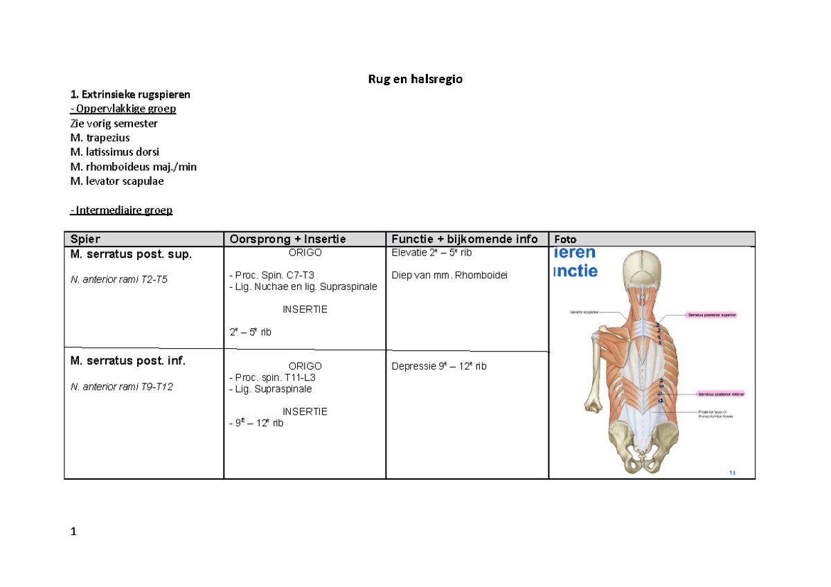 Rug en halsregio - Extrinsieke rugspieren - Oppervlakkige groep Zie ...