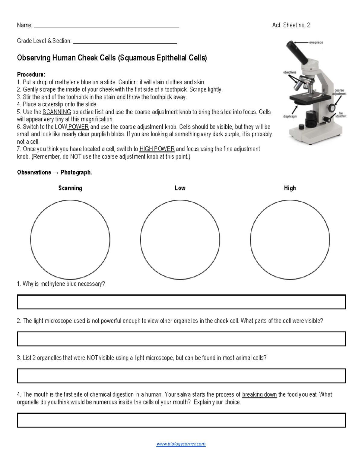 Investigation Human Cheek Cell Act - biologycorner Name: - Studocu