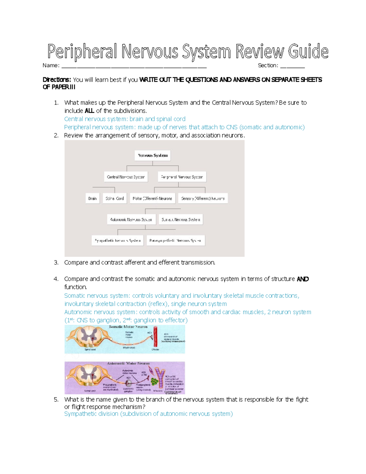 Peripheral Nervous System Review Guide - Name: Section: Directions: You ...
