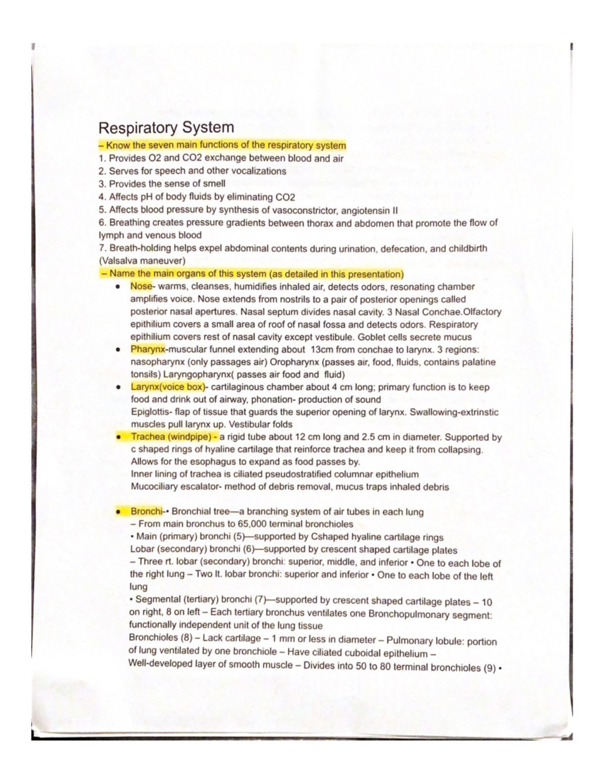 Respiratory System notes - Respiratory System Know the seven main ...