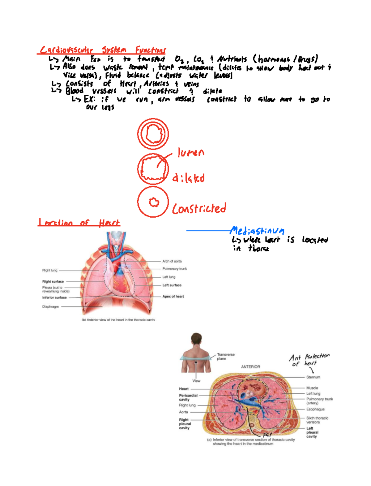 Module 6 cardiovascular system review - Cardiovascular System Functions ...