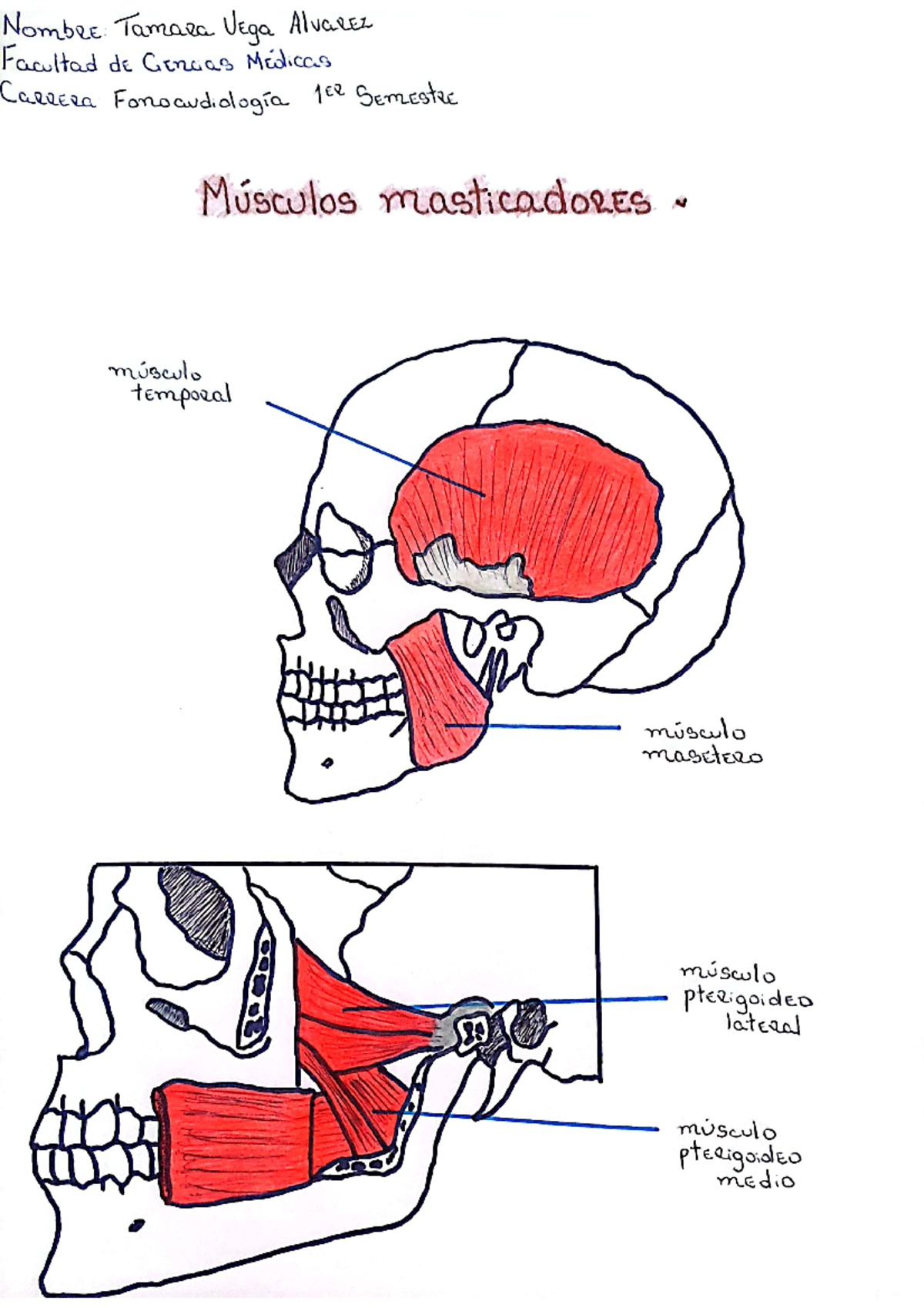 Dibujos DE LOS Musculos Masticadores Y Mimica Facial - VEGA Alvarez ...
