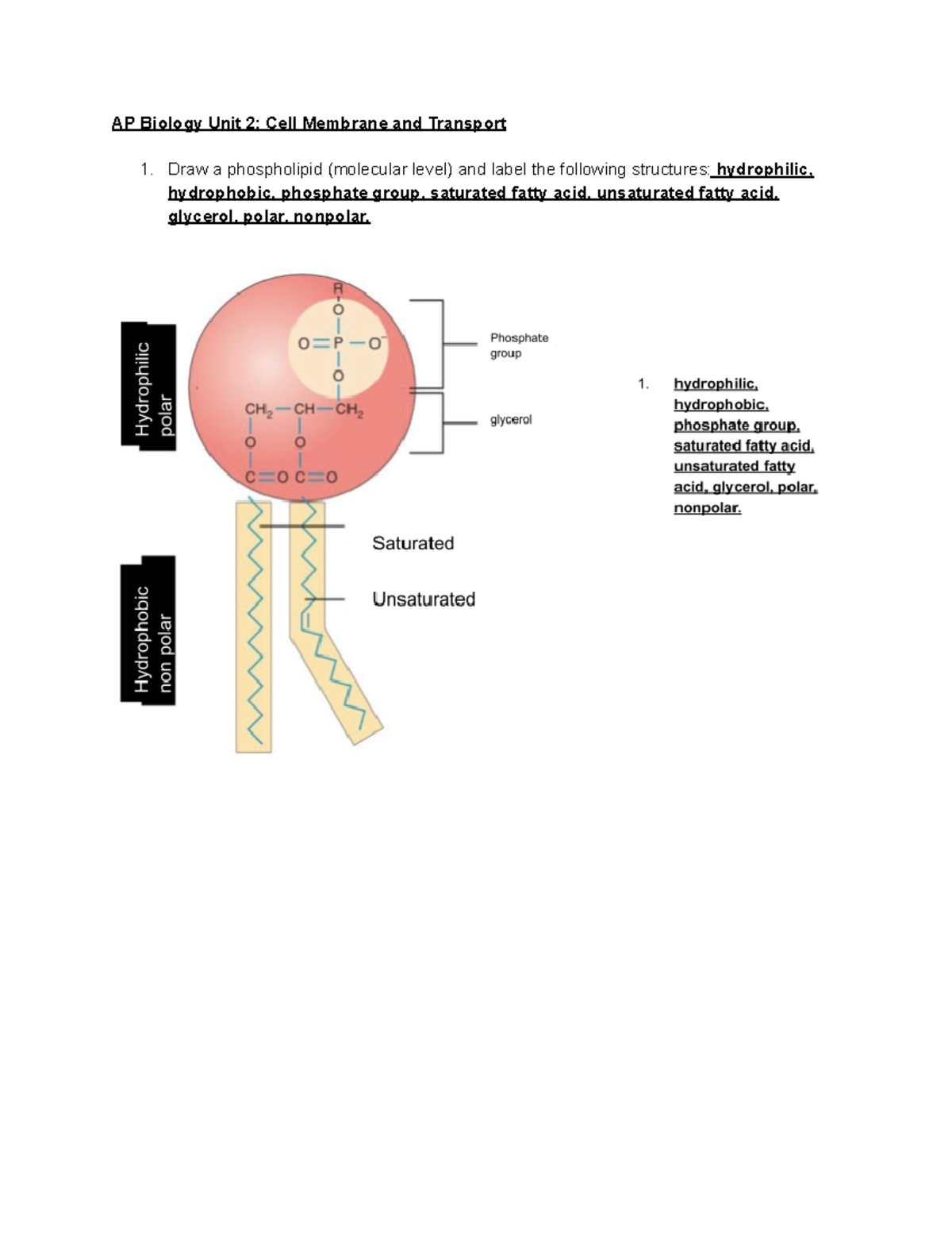 Lauren Le Clair - AP Biology Unit 2 Cell Membrane and Transport Notes ...
