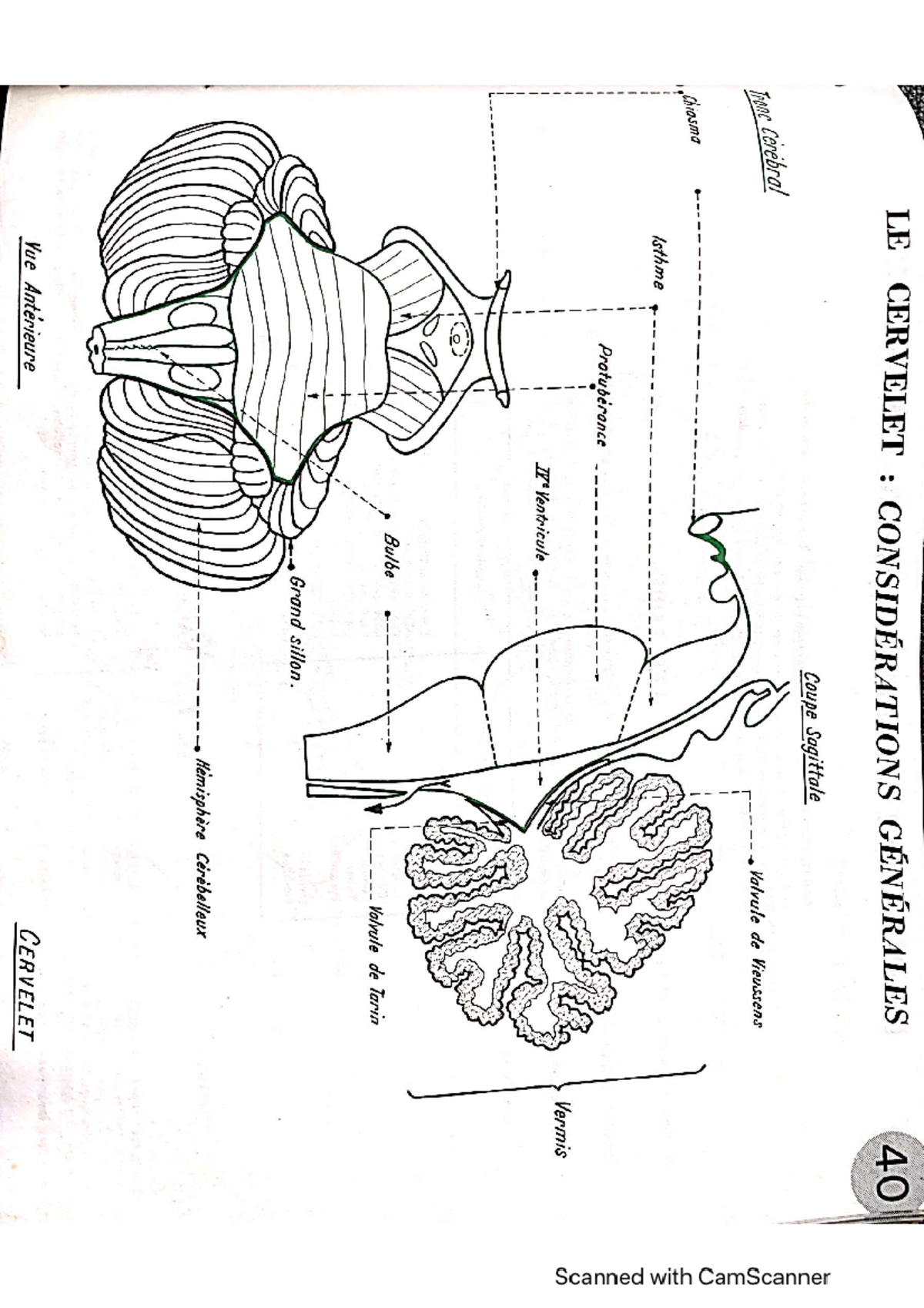 Anatomie SNC 3 - Anatomie Comparé - Studocu
