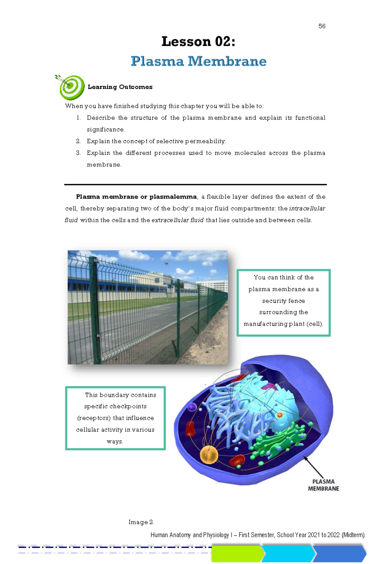 Cellular Level Module Lesson 2 - Learning Outcomes When you have ...