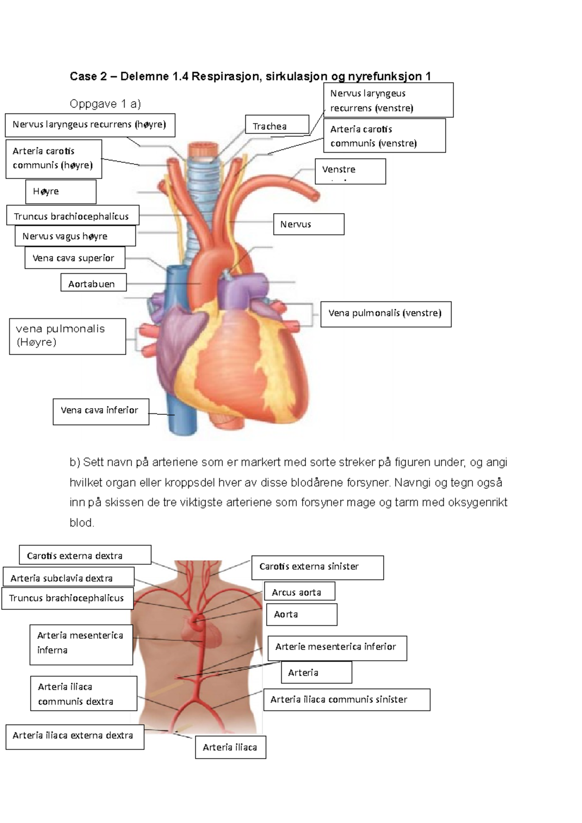 Case 2 hjertet delemne 1 - Case 2 – Delemne 1 Respirasjon, sirkulasjon og nyrefunksjon 1 Oppgave ...