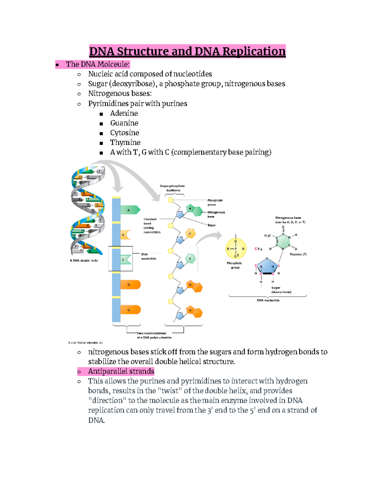 Ch.16: DNA Structure and DNA Replication - DNA Structure and DNA Replication The DNA Molceule ...