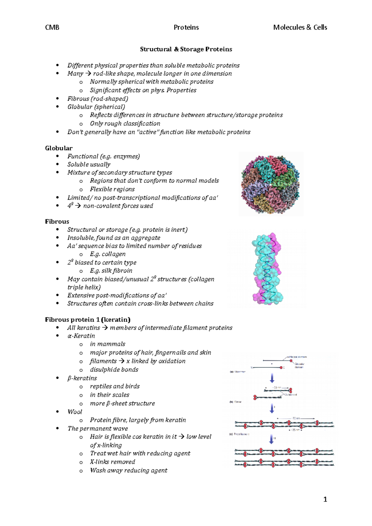Proteins - lecture notes from 1st year molecules and cells - CMB ...