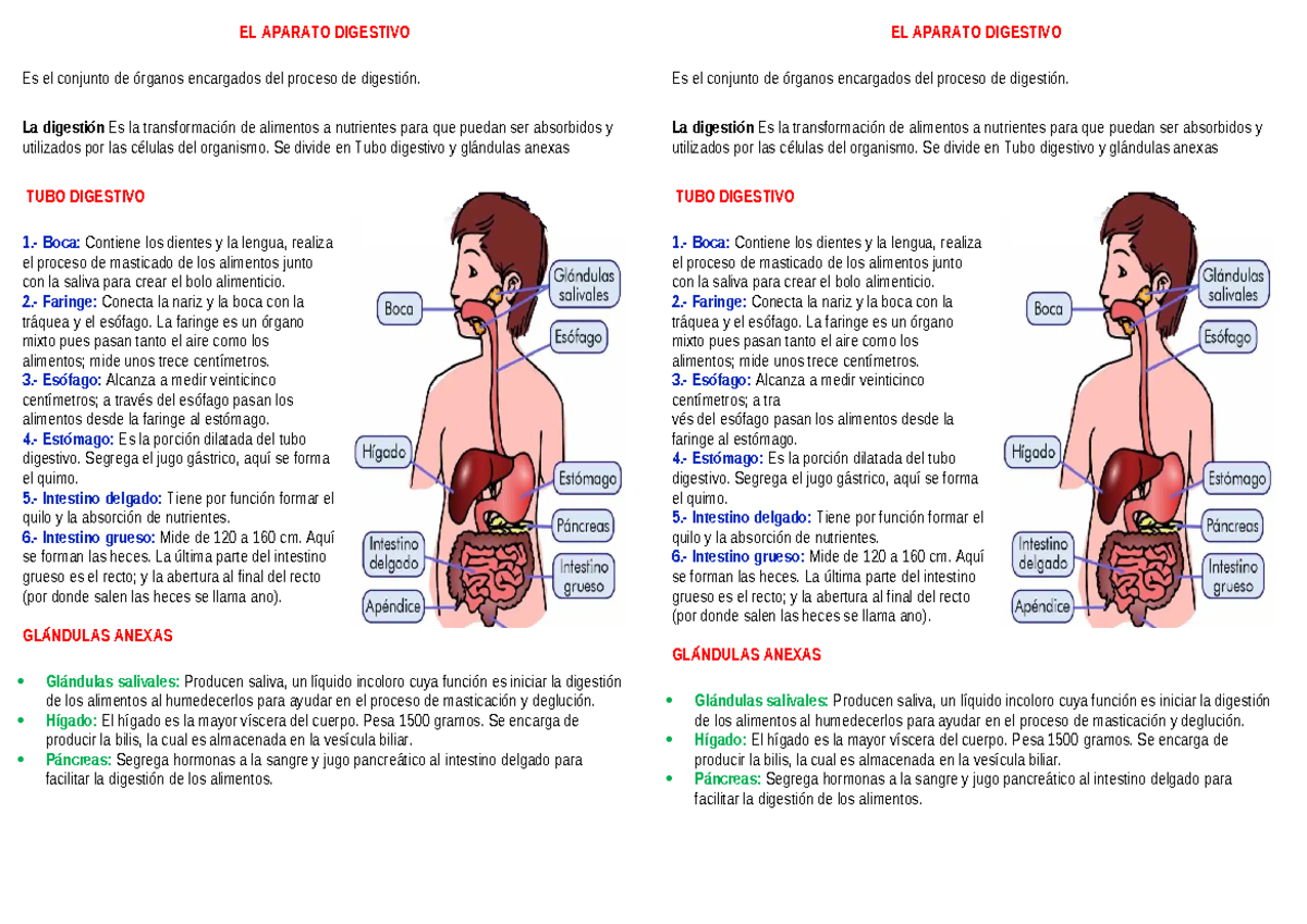 Ficha EL Aparato Digestivo - EL APARATO DIGESTIVO Es el conjunto de ...