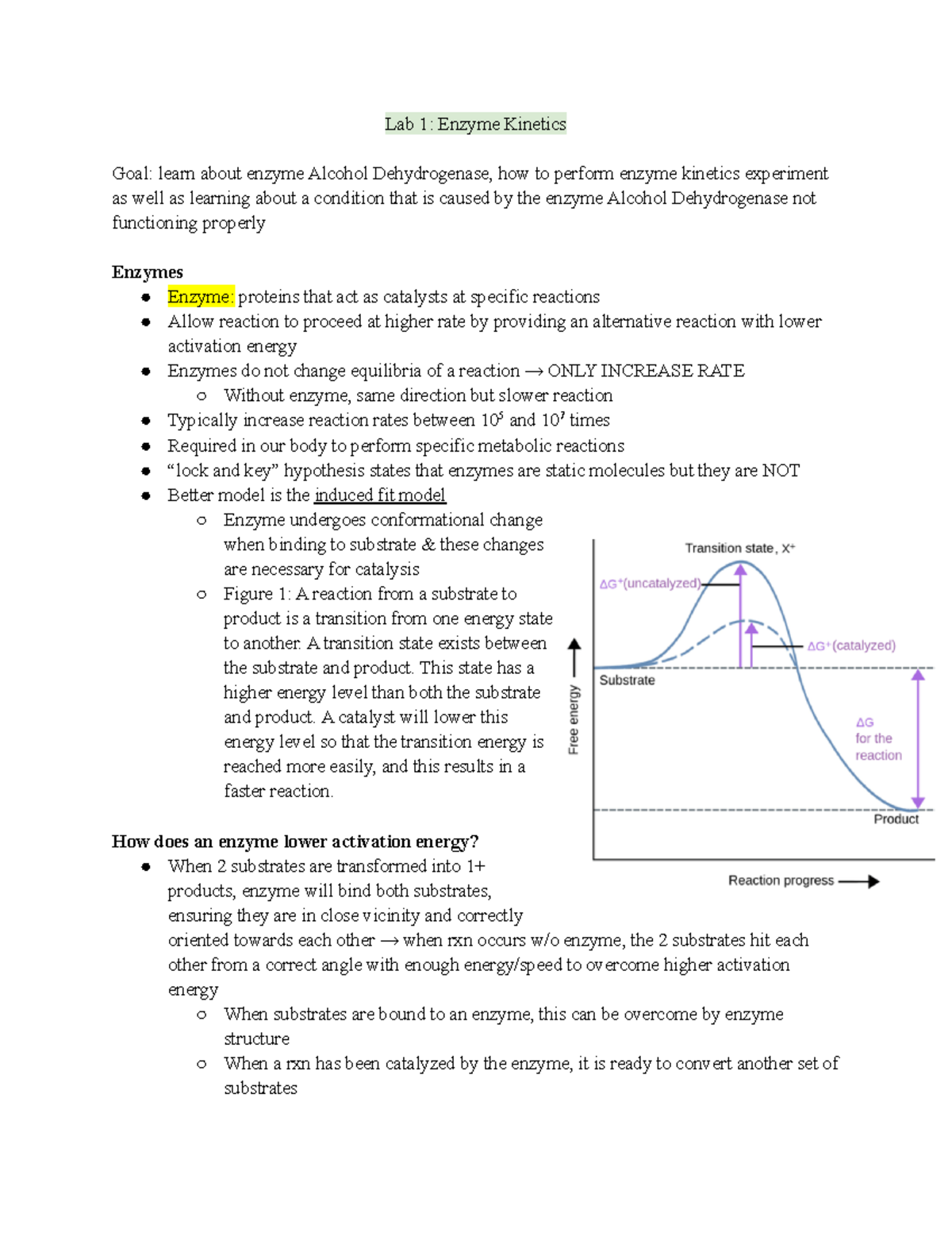 Lab 1 - lab 1 summary of each - Lab 1: Enzyme Kinetics Goal: learn ...