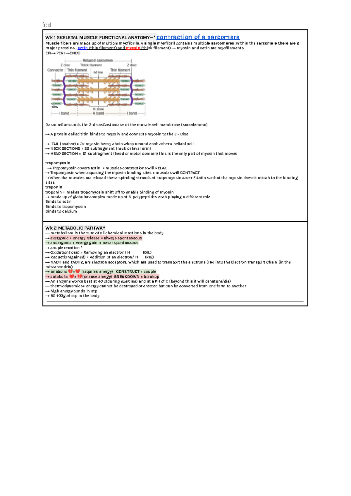 MCQ cheat sheet - fcd Wk 1 SKELETAL MUSCLE FUNCTIONAL ANATOMY ...