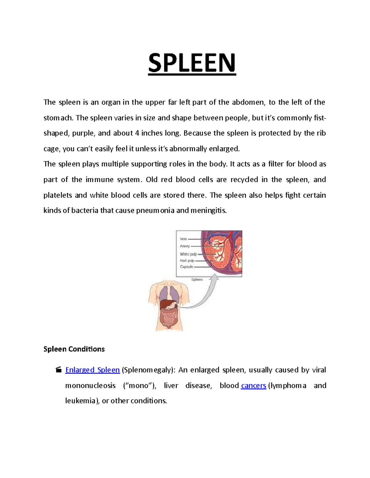 Spleen - SPLEEN The spleen is an organ in the upper far left part of ...