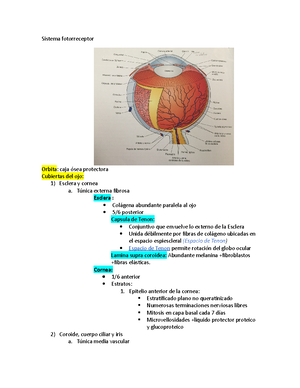 Sistema fotorreceptor - Sistema fotorreceptor Orbita: caja ósea ...