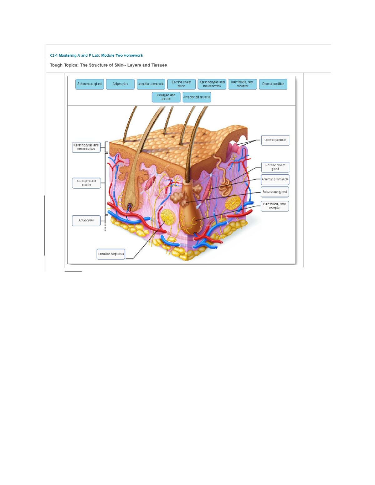 Doc1 - Layering skin - Mastering A and P Lab: Module Two Homework Tough ...