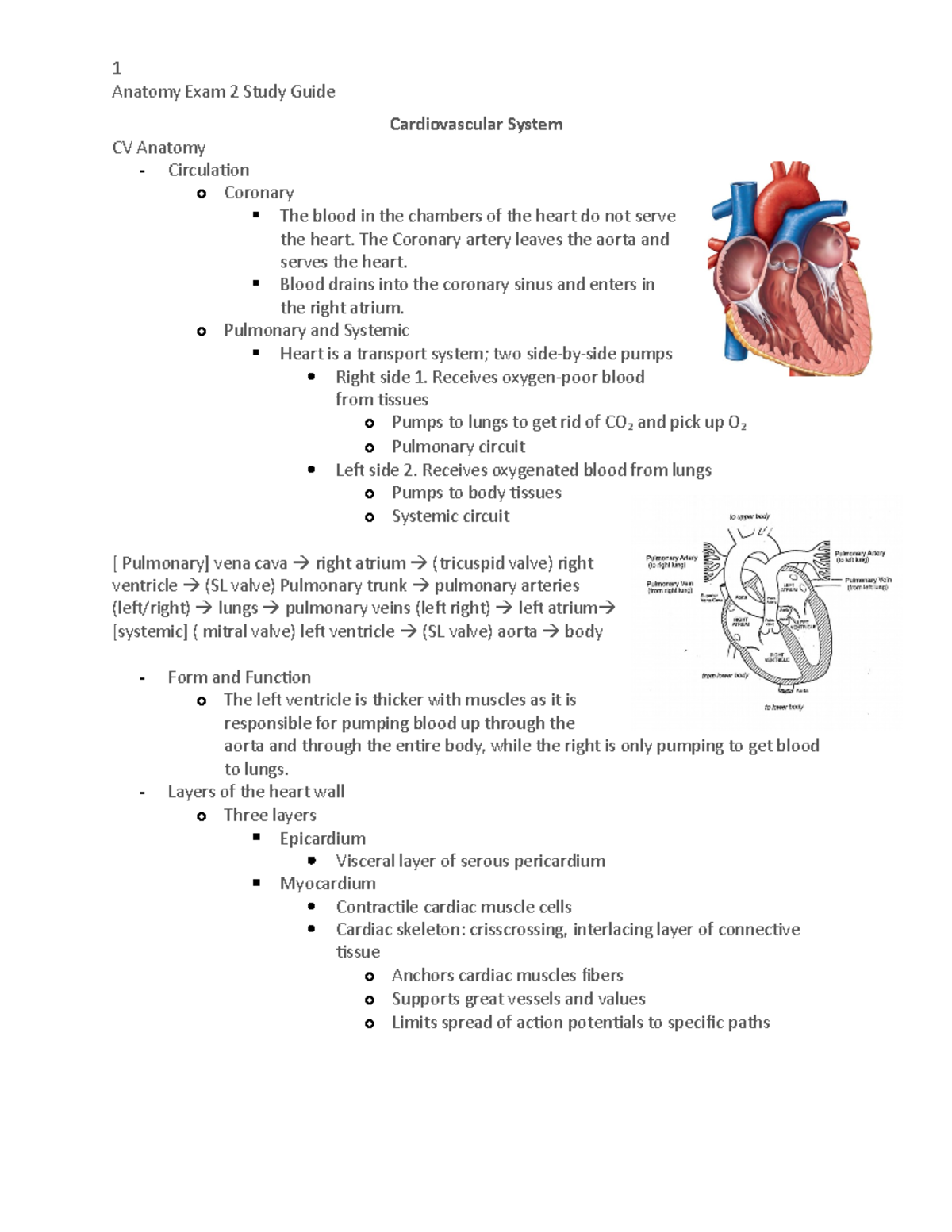 Exam 2 Study Guide Anatomy Exam 2 Study Guide Cardiovascular System 