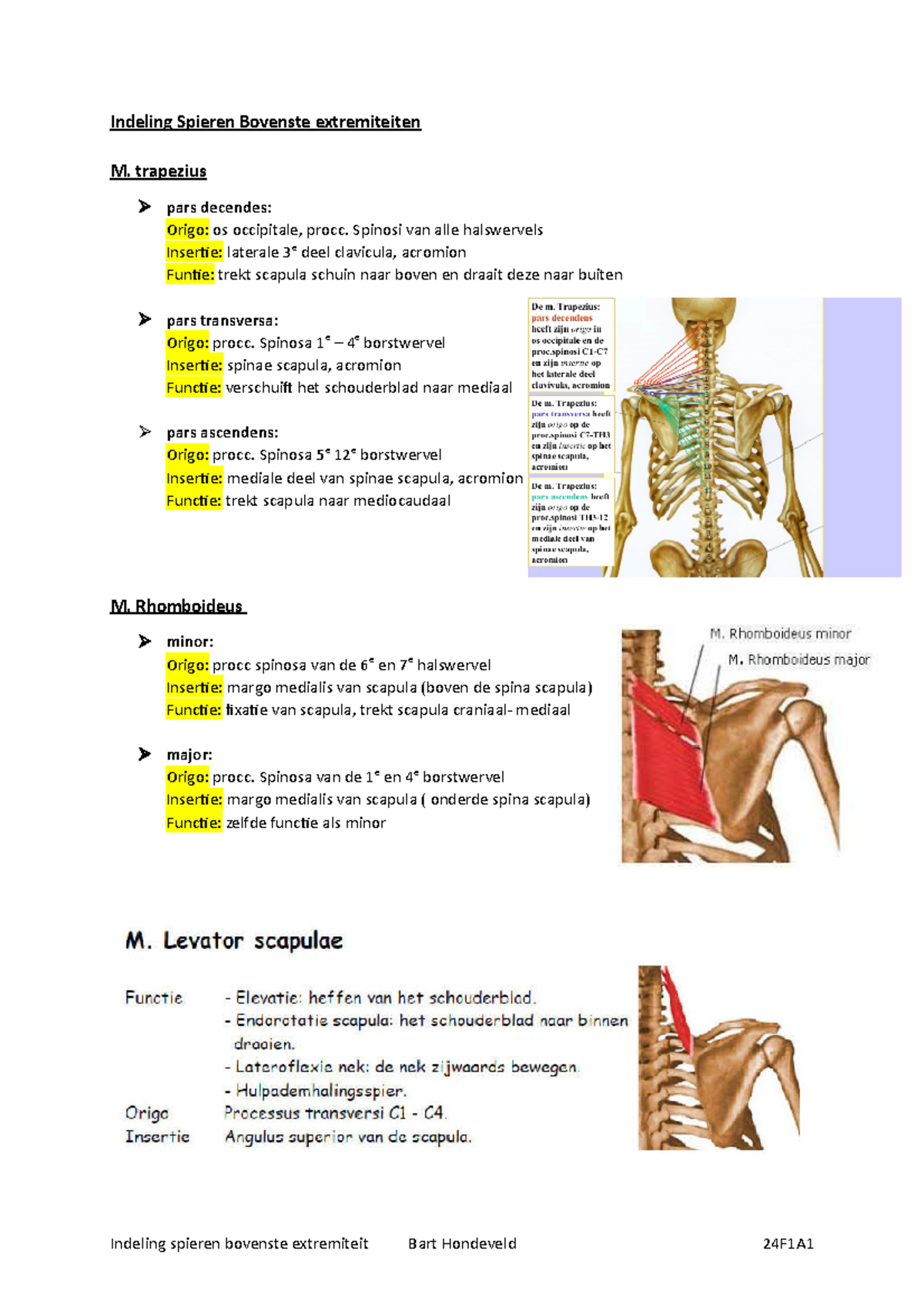 Indeling Spieren Bovenste extremiteiten - trapezius pars decendes ...