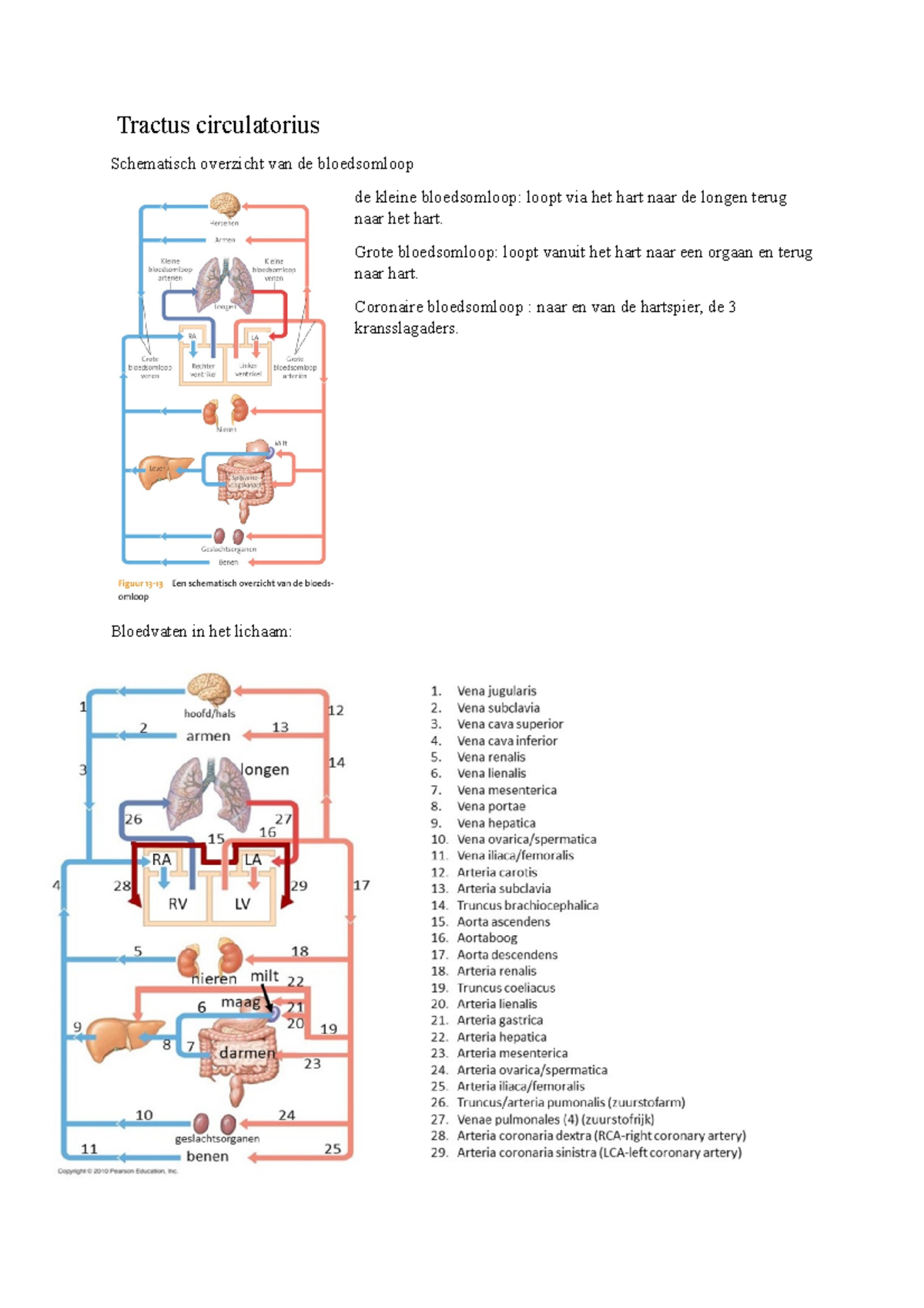 Tractus circulatorius - Tractus circulatorius Schematisch overzicht van ...