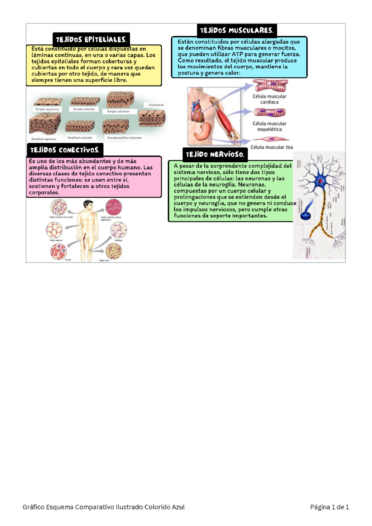 Nivel Tisular - TEJiDOS MUSCULARES. TEJiDoS EPiTELiALES. Están ...
