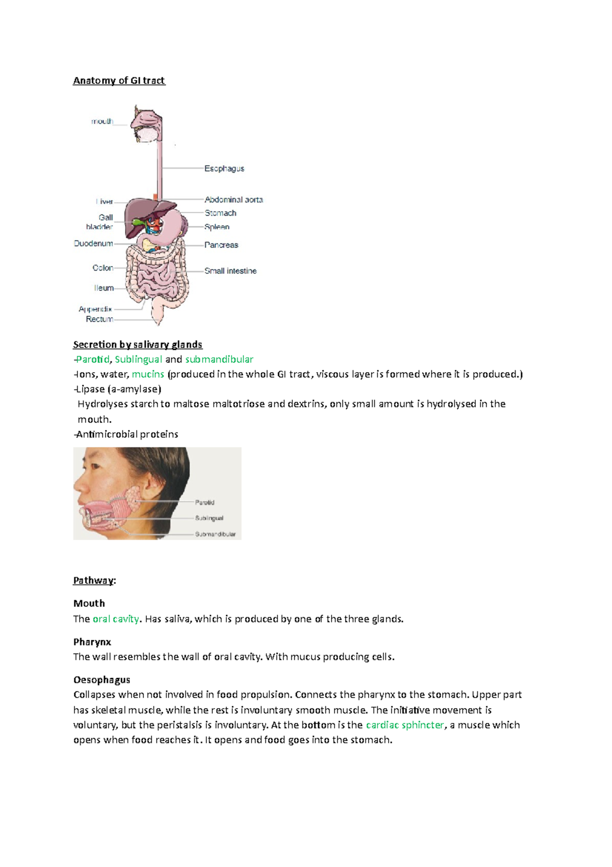 The GI tract (lecture + tutorial 6 and 7) - Anatomy of GI tract ...