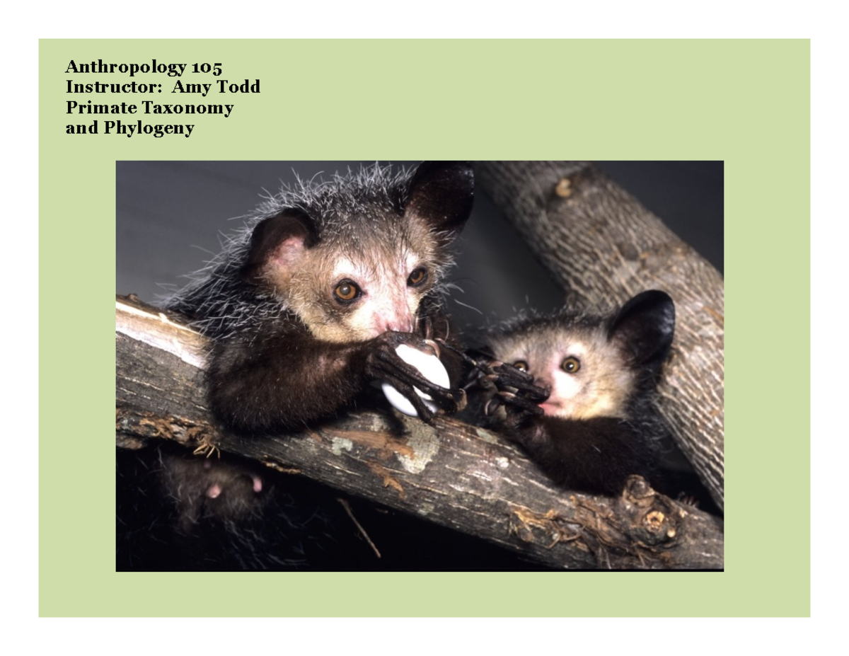 3) Primate Taxonomy & Phylogeny - Anthropology 105 Instructor: Amy Todd ...