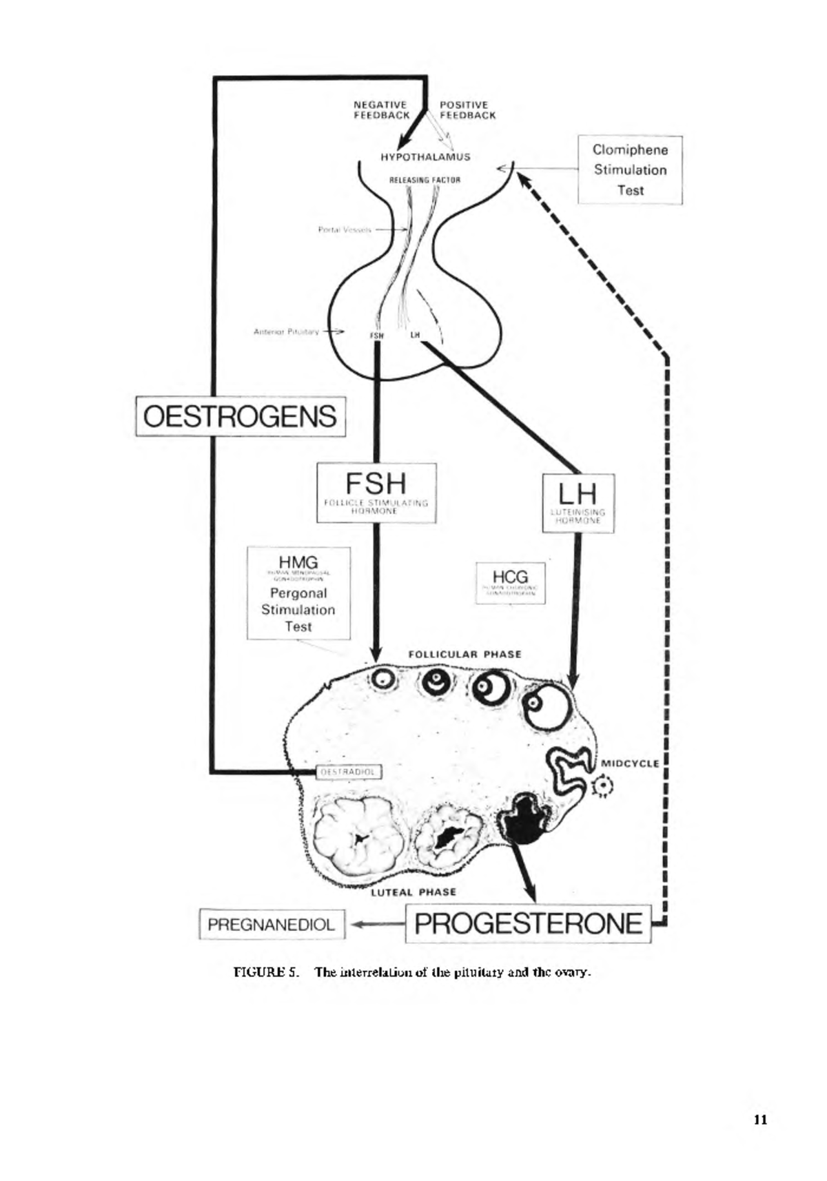 Biochemistry-8 - N/A - ,/ HYPOTHALAMUS Clomiphene Stimulation • \ Test ...