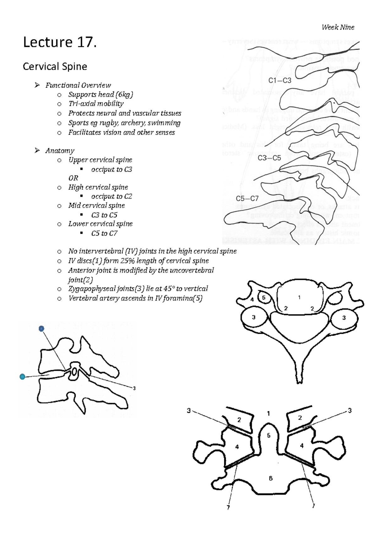 PHTY2020 Lecture 17 - Summary Notes - Lecture 17. Cervical Spine ...