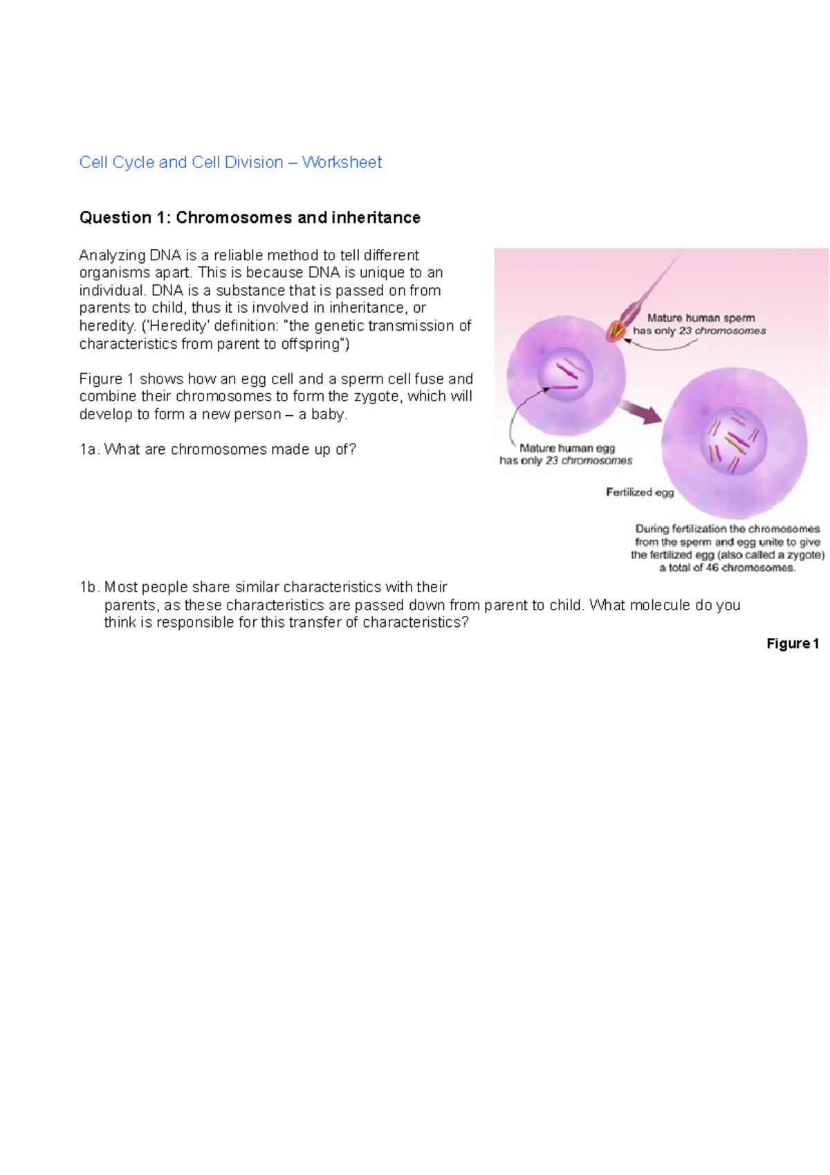 Cell division and cell cycle - Cell Cycle and Cell Division – Worksheet ...