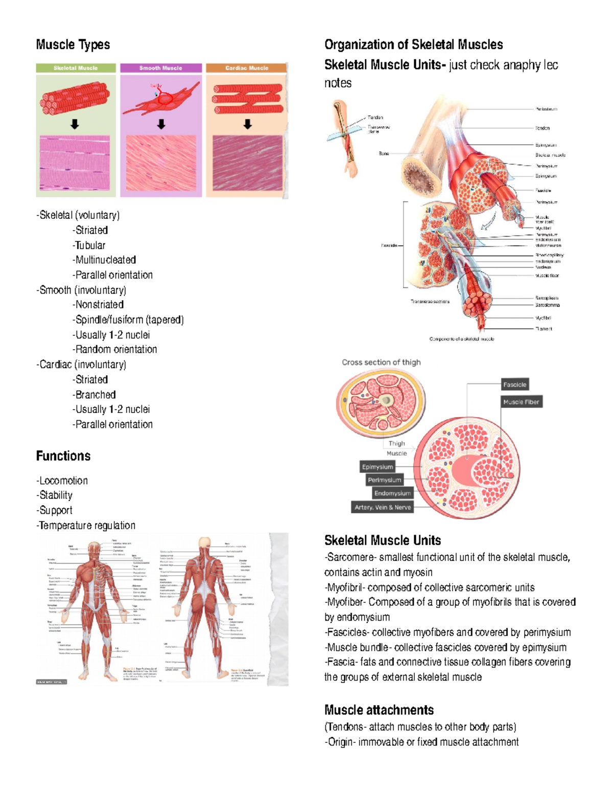 Muscular System - Fundamentals of Biology - La Salle - Dasma - Studocu