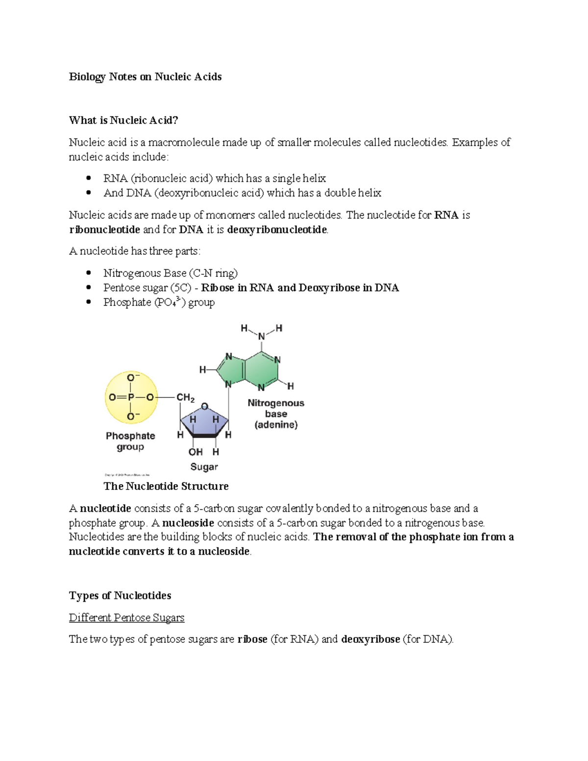 Biology Notes on Nucleic Acids - Examples of nucleic acids include: RNA ...
