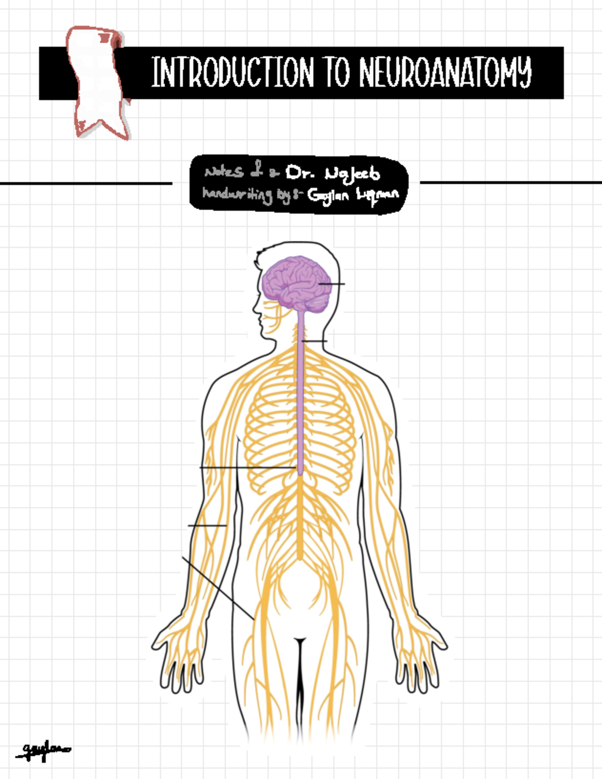 1- Introduction To Neuro Anatomy - ####### Introduction to neuroanatomy ...