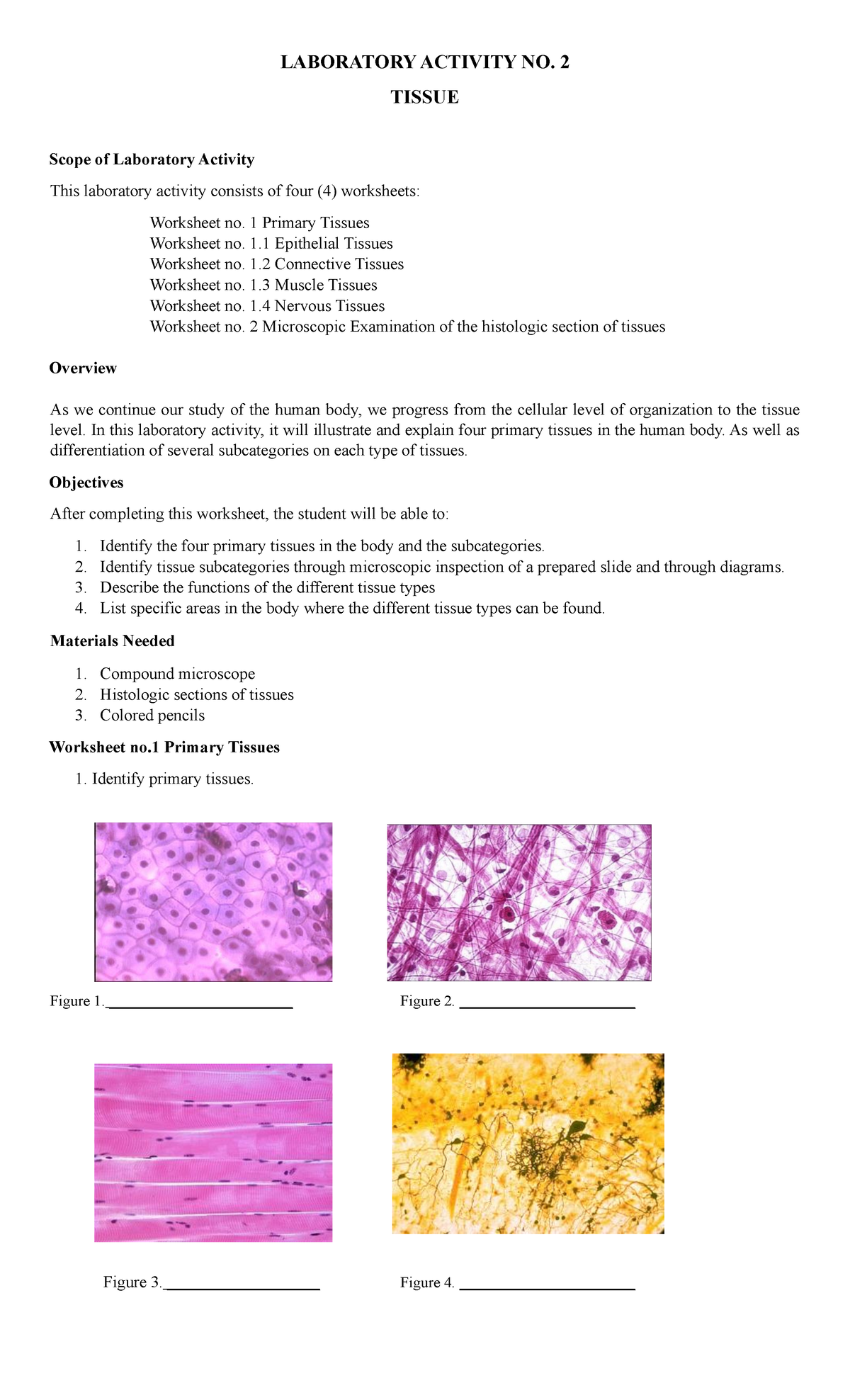 Laboratory Activity 3 Tissue - LABORATORY ACTIVITY NO. 2 TISSUE Scope ...