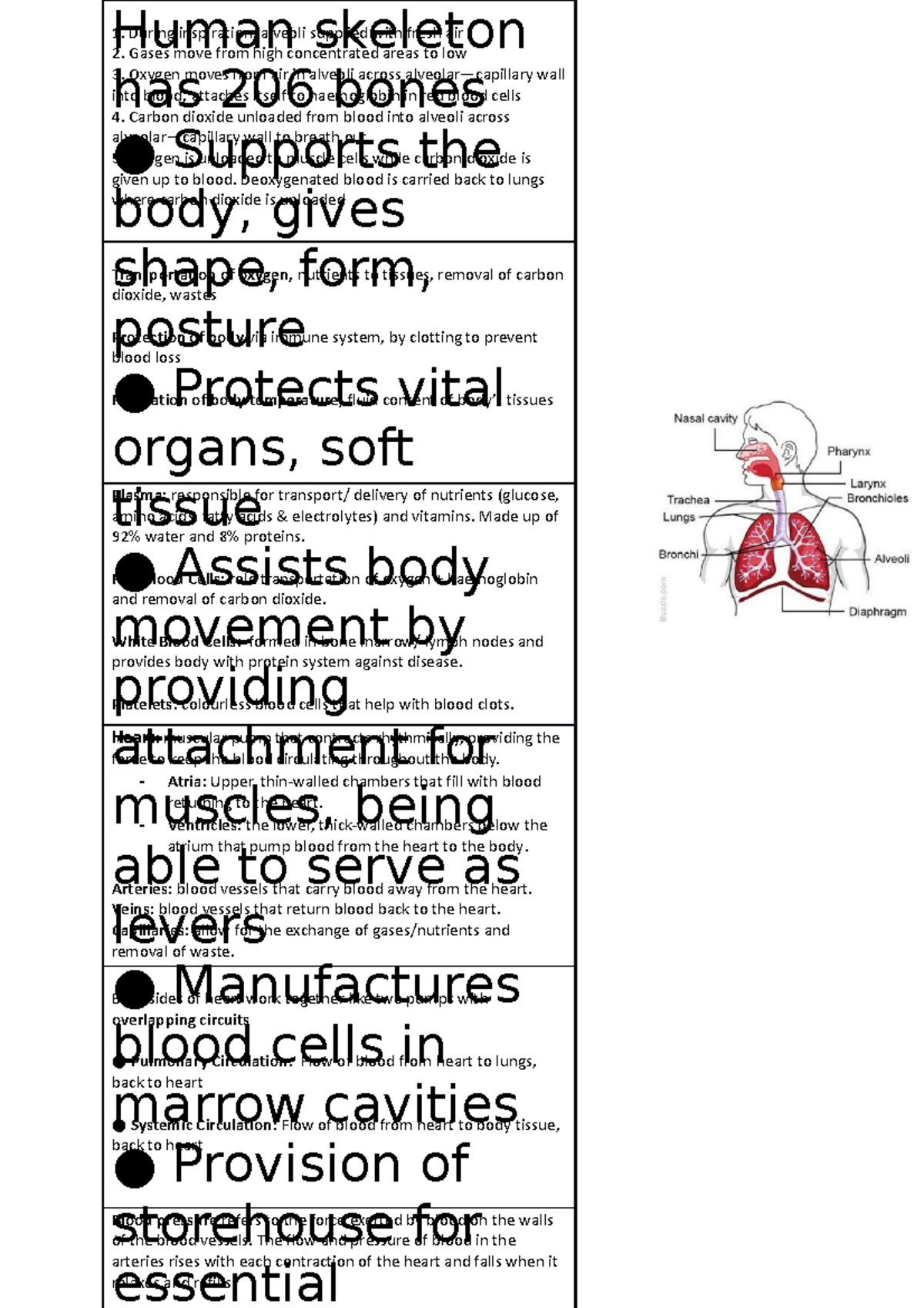 Flash cards doc - Human skeleton has 206 bones Supports the body, gives ...