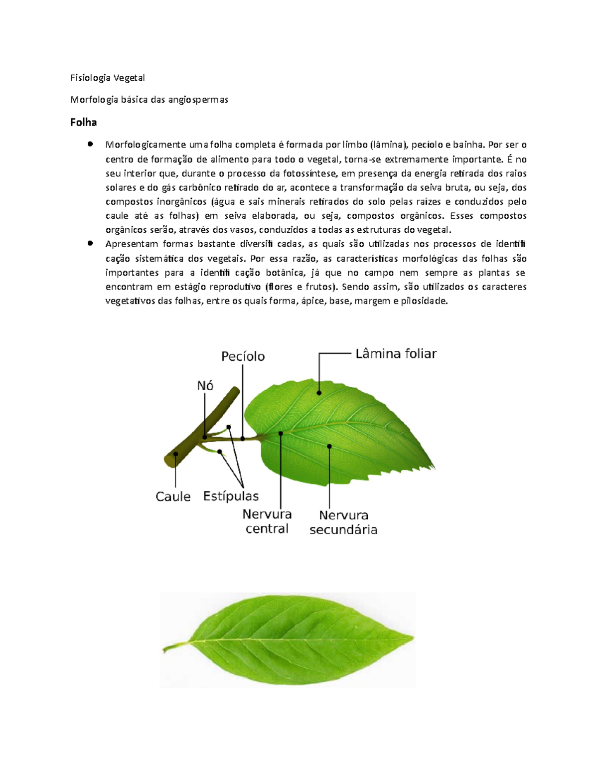 Fisiologia Vegetal - Folhas e Taxonomia vegetal - Fisiologia Vegetal ...