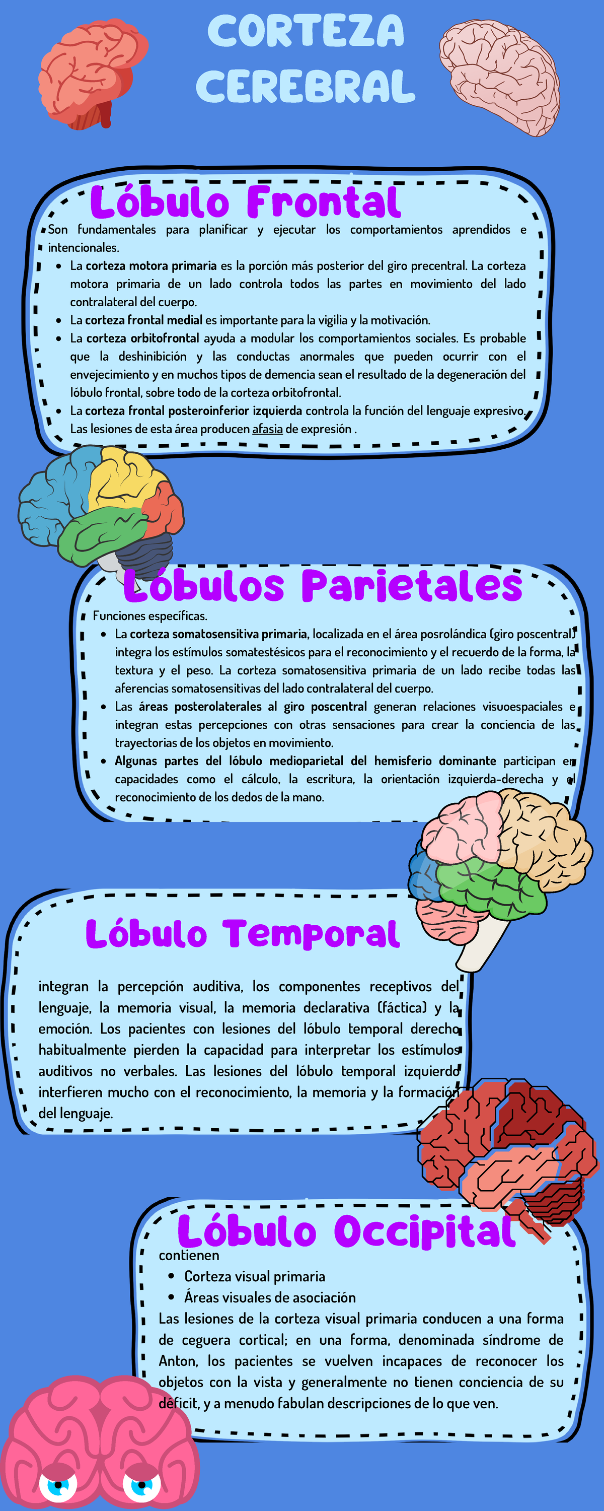 lobulos de la corteza - CORTEZA CEREBRAL Lóbulo Frontal La corteza ...