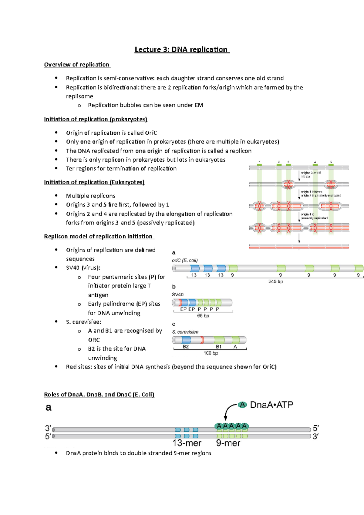 Lecture 3 Dna Replication Lecture 3 Dna Replication Overview Of Replication Replication Is