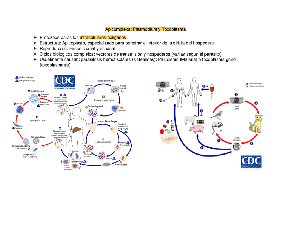Apicomplexa - Sistema reproductor - Apicomplexa: Plasmodium y ...