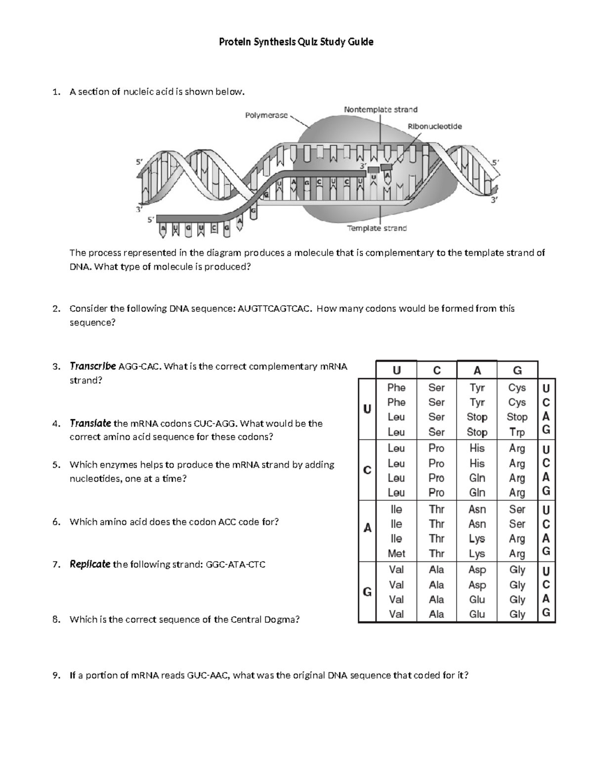 Protein Synthesis Quiz Study Guide - The process represented in the ...