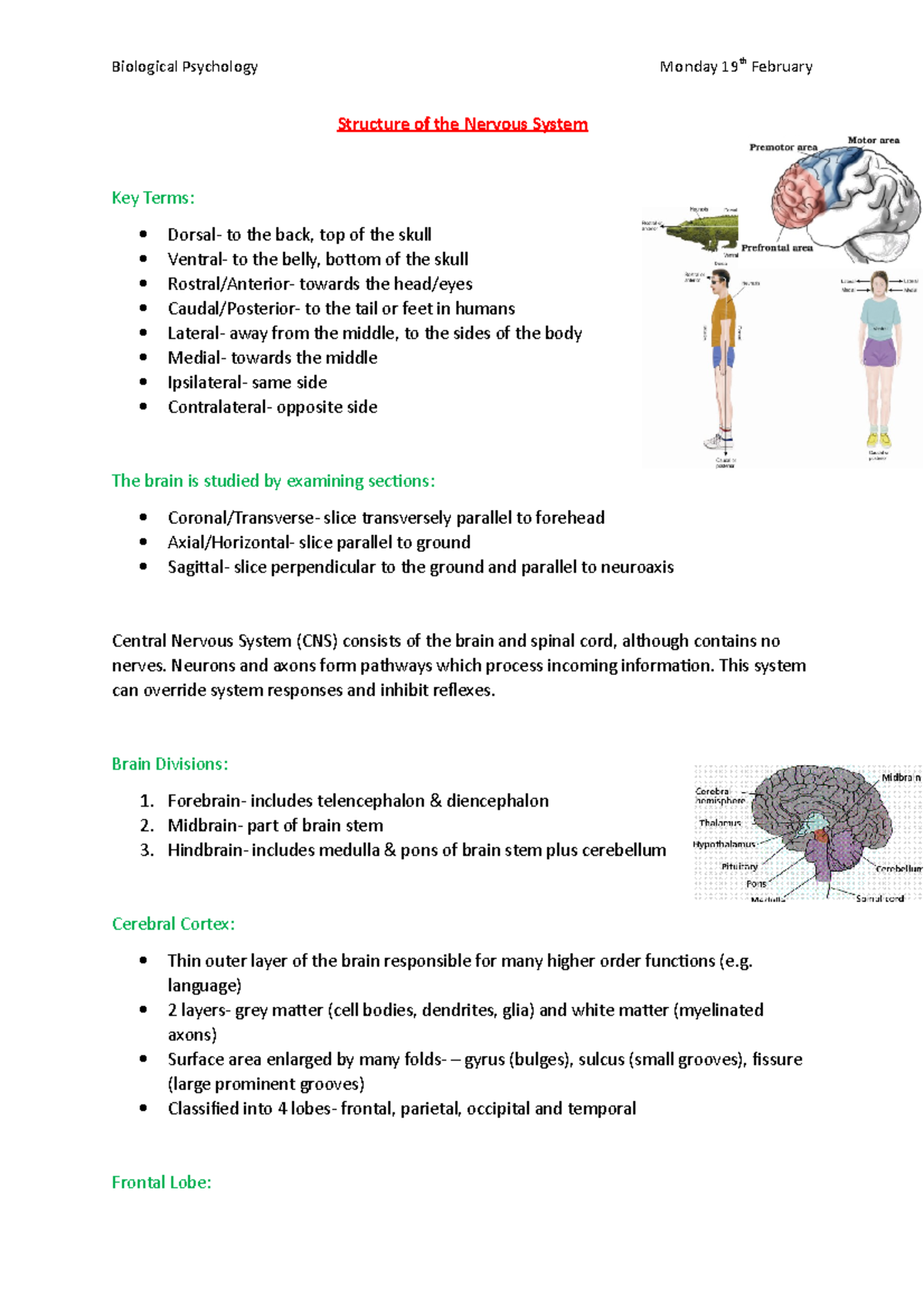 1st Year- Foundations in Biological Psychology- Lecture 3 - Monday 19th ...