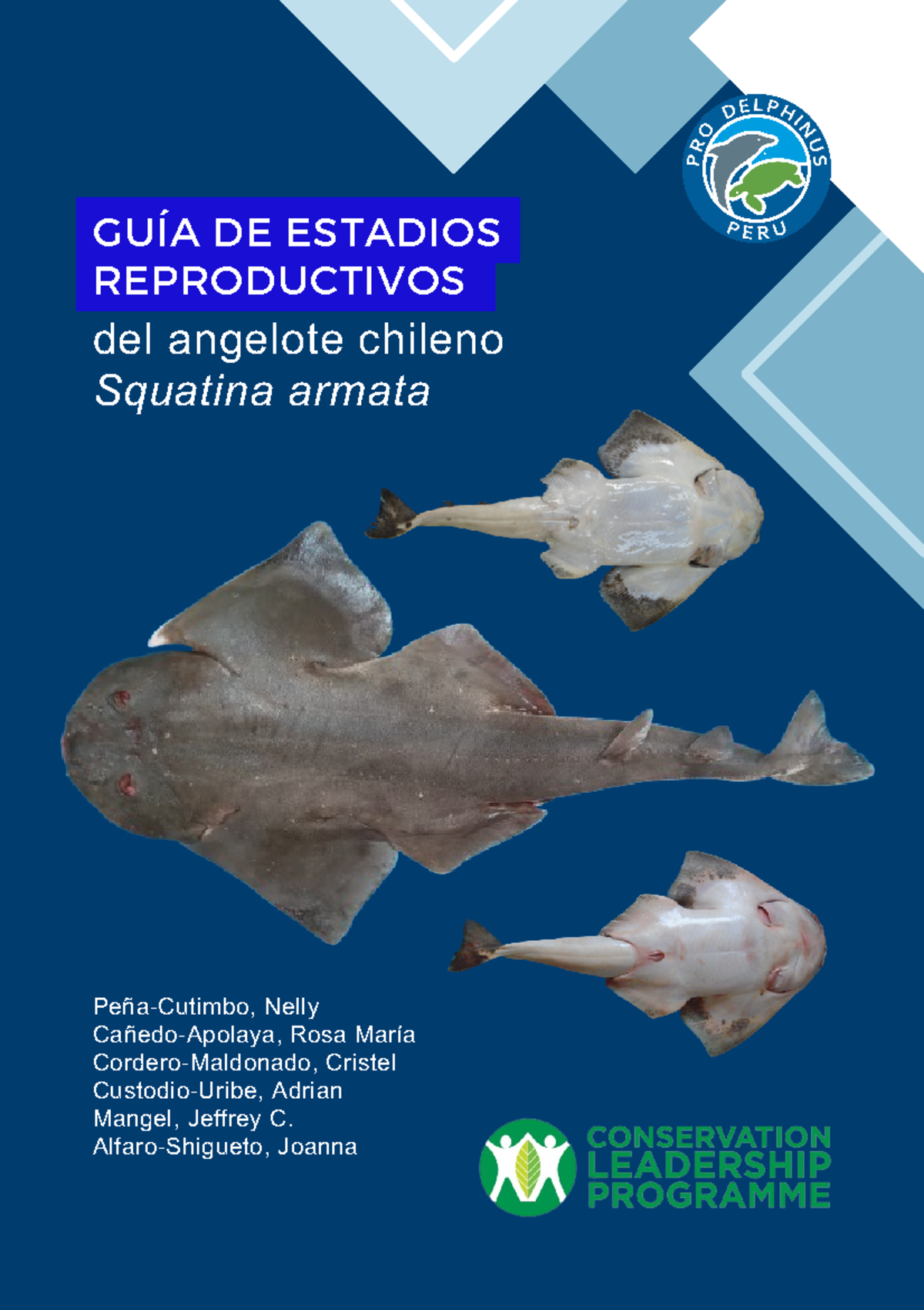 GUÍA DE Angelote Chileno Squatina armata - del angelote chileno ...