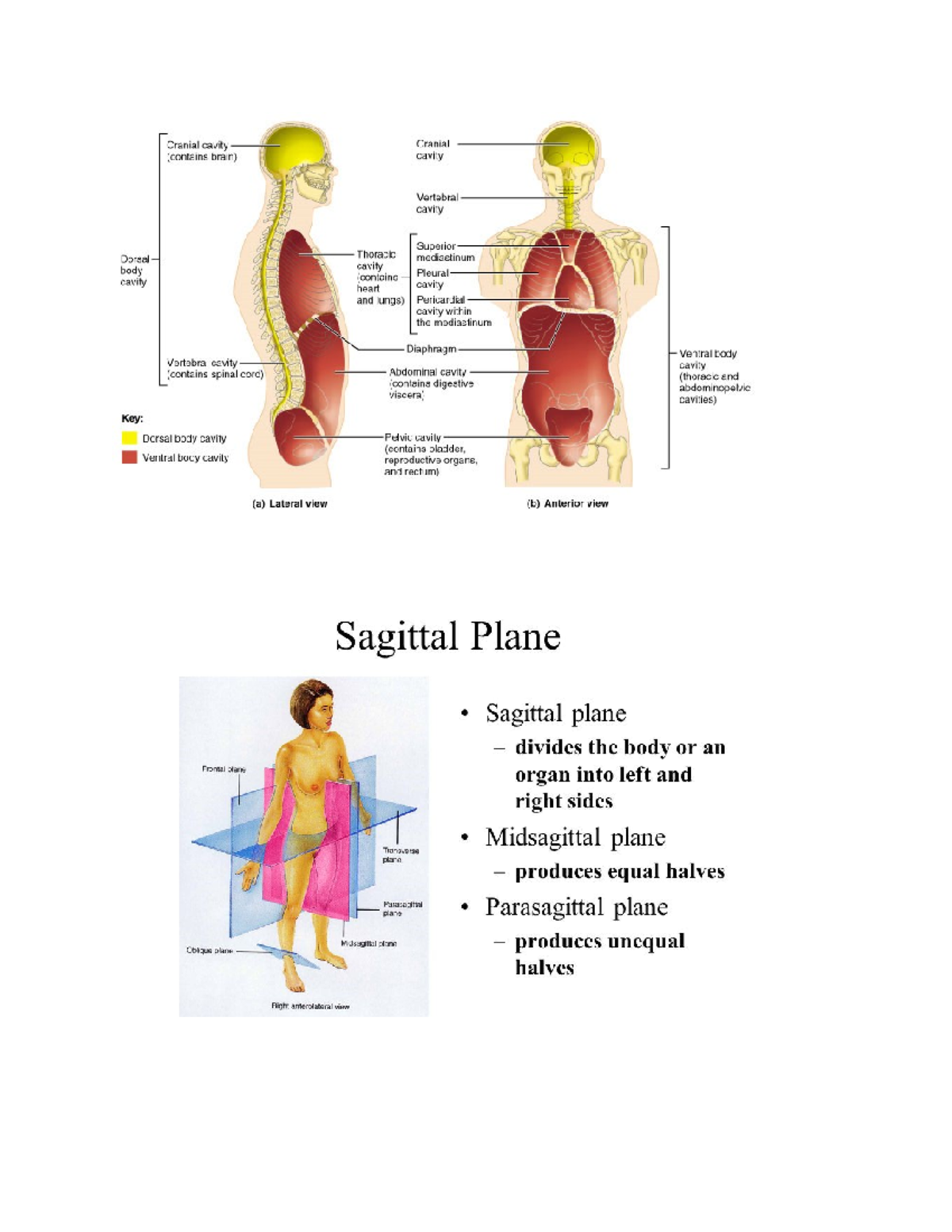 A&P - Anatomy and physiology - BIOL 2401 - Studocu