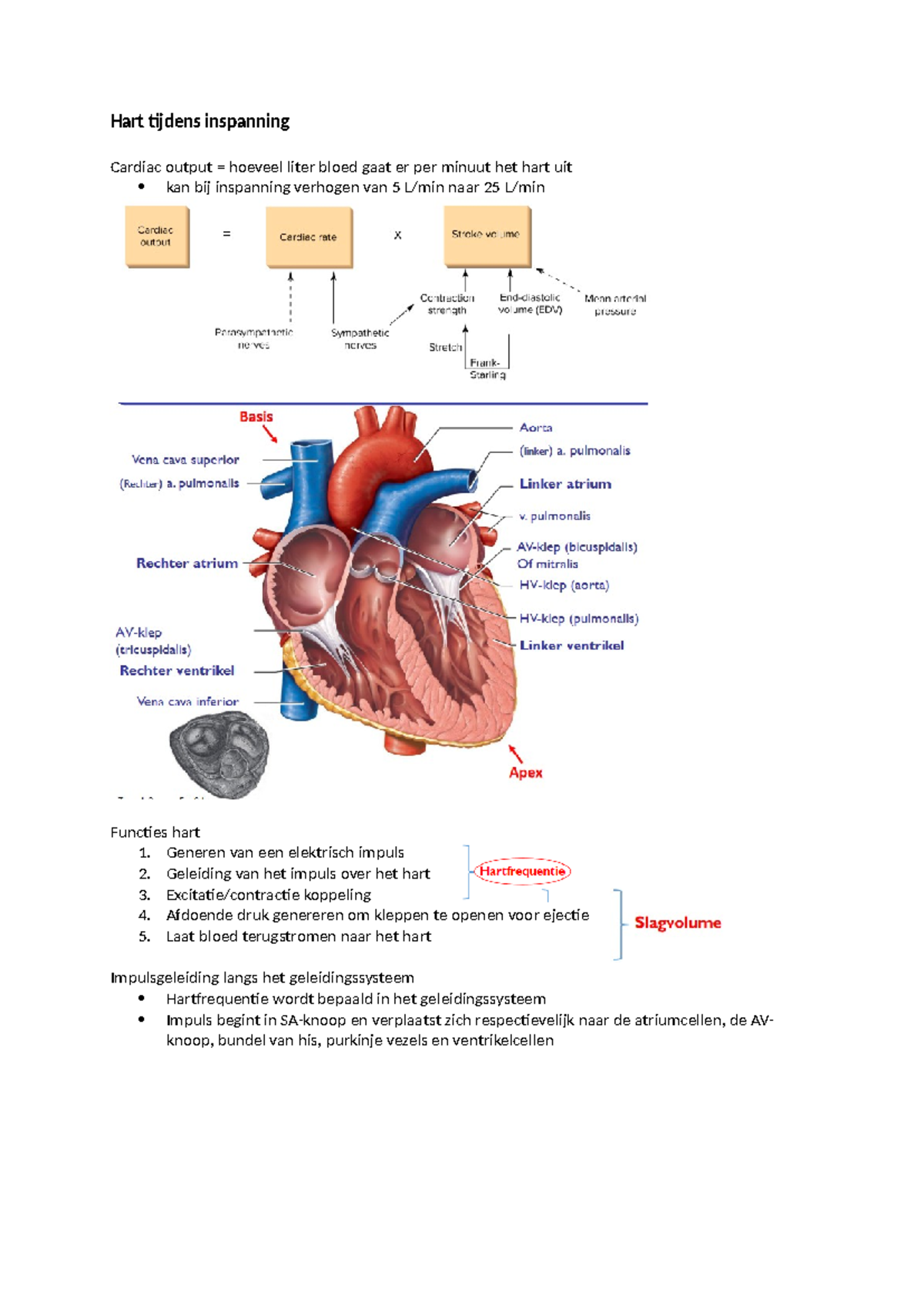 Hart tijdens inspanning - Hart tijdens inspanning Cardiac output ...