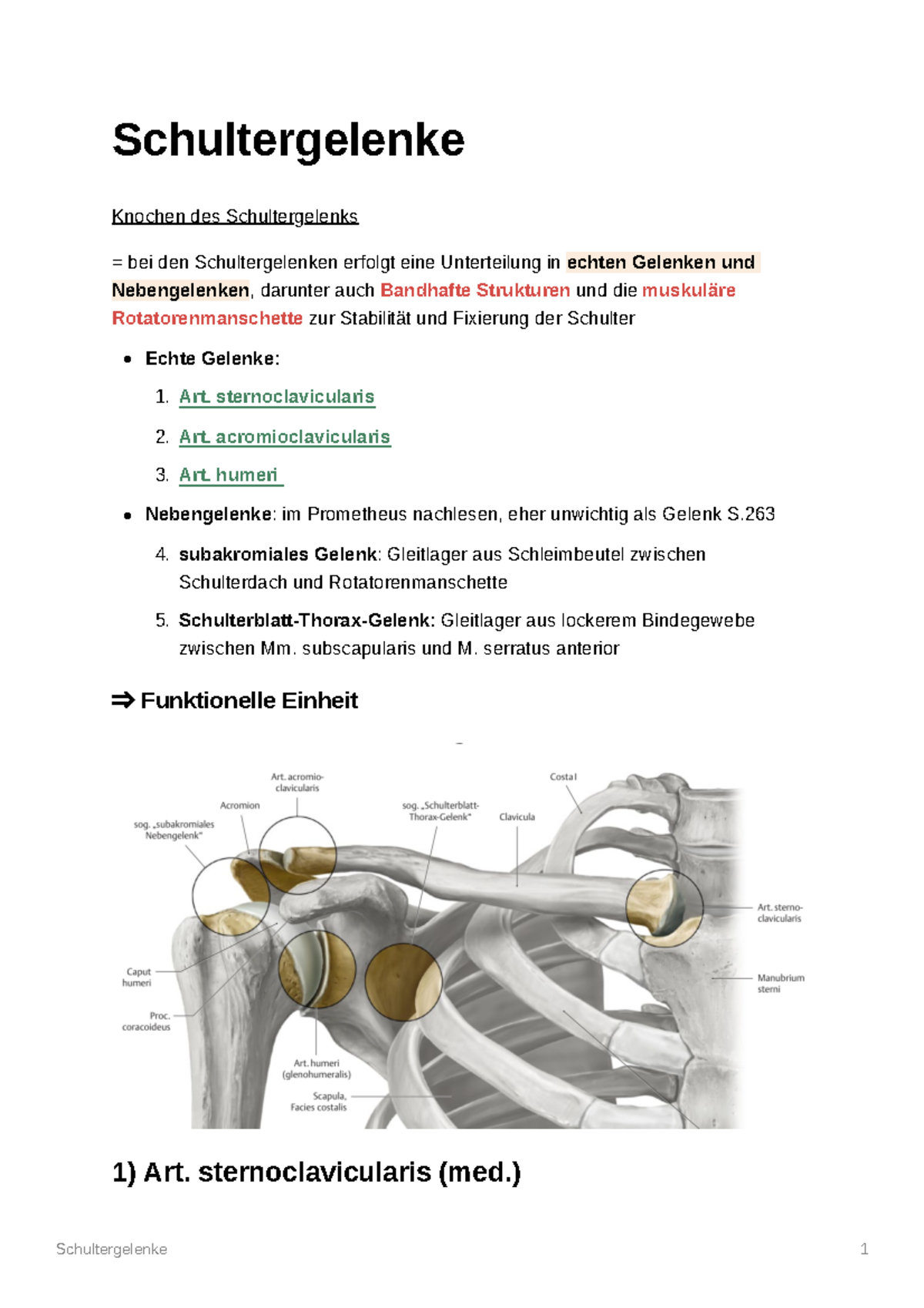 Schultergelenke - Amboss und Prometheus für Physikum - Knochen des ...
