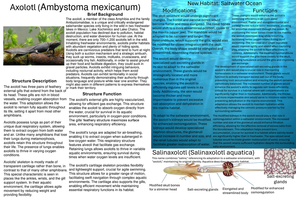Lab Midterm Project - Axolotl (Ambystoma mexicanum) The axolotl, a ...
