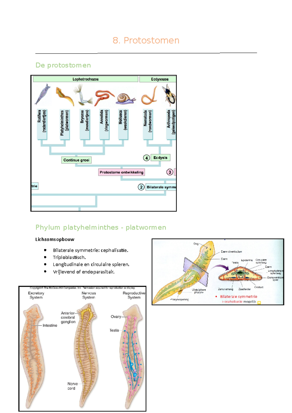 Protostomen Samenvatting - 8. Protostomen De protostomen Phylum ...