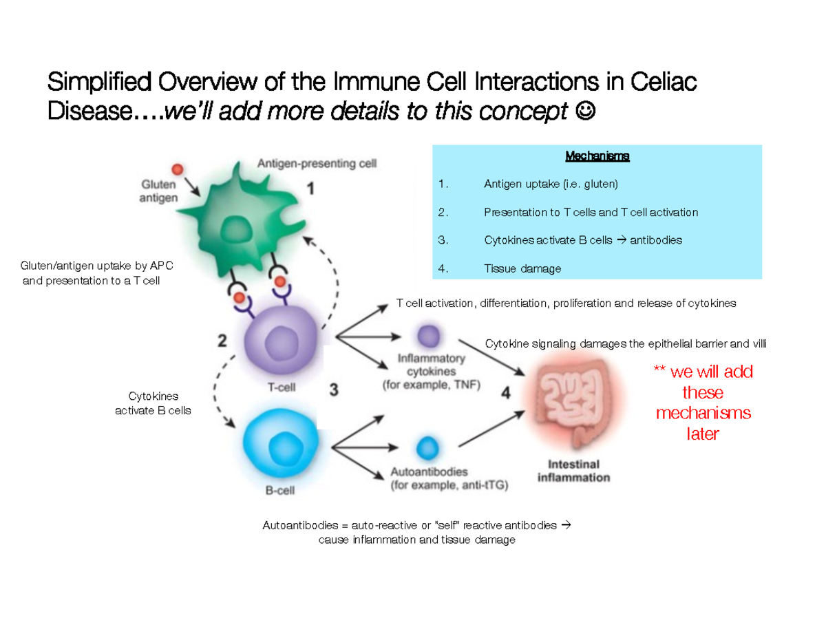 nutrition celiac disease lecture notes - Simplified Overview of the ...