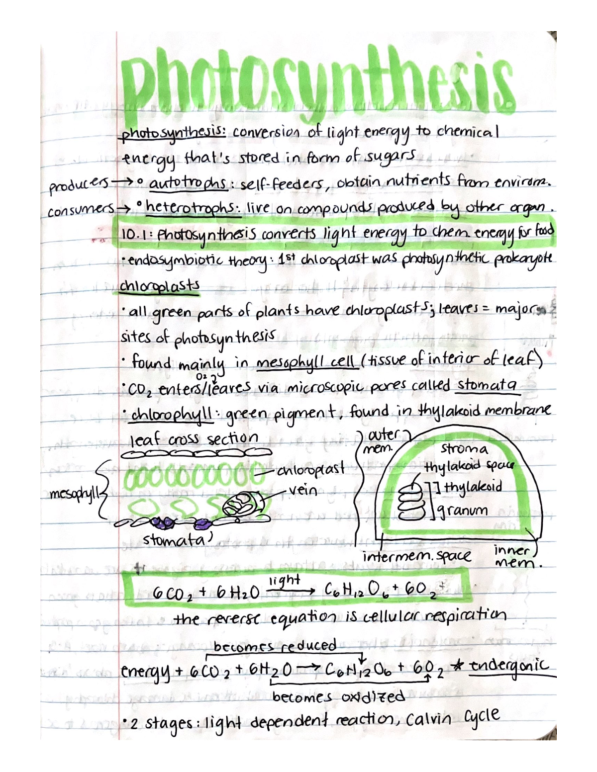 Ch 10: Photosynthesis - Studocu