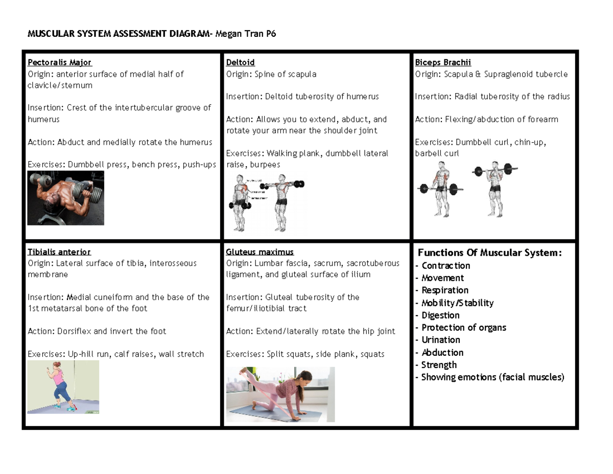Assessment Diagram Muscular System- Megan Tran P6 - MUSCULAR SYSTEM ...